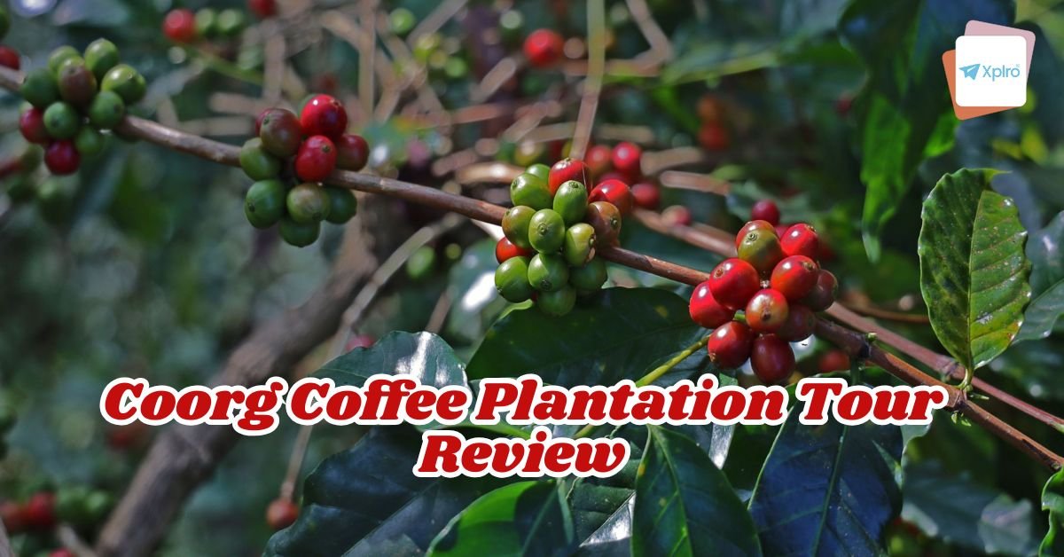 Coorg Coffee Plantation Tour Review - Is It Worth the Hype?